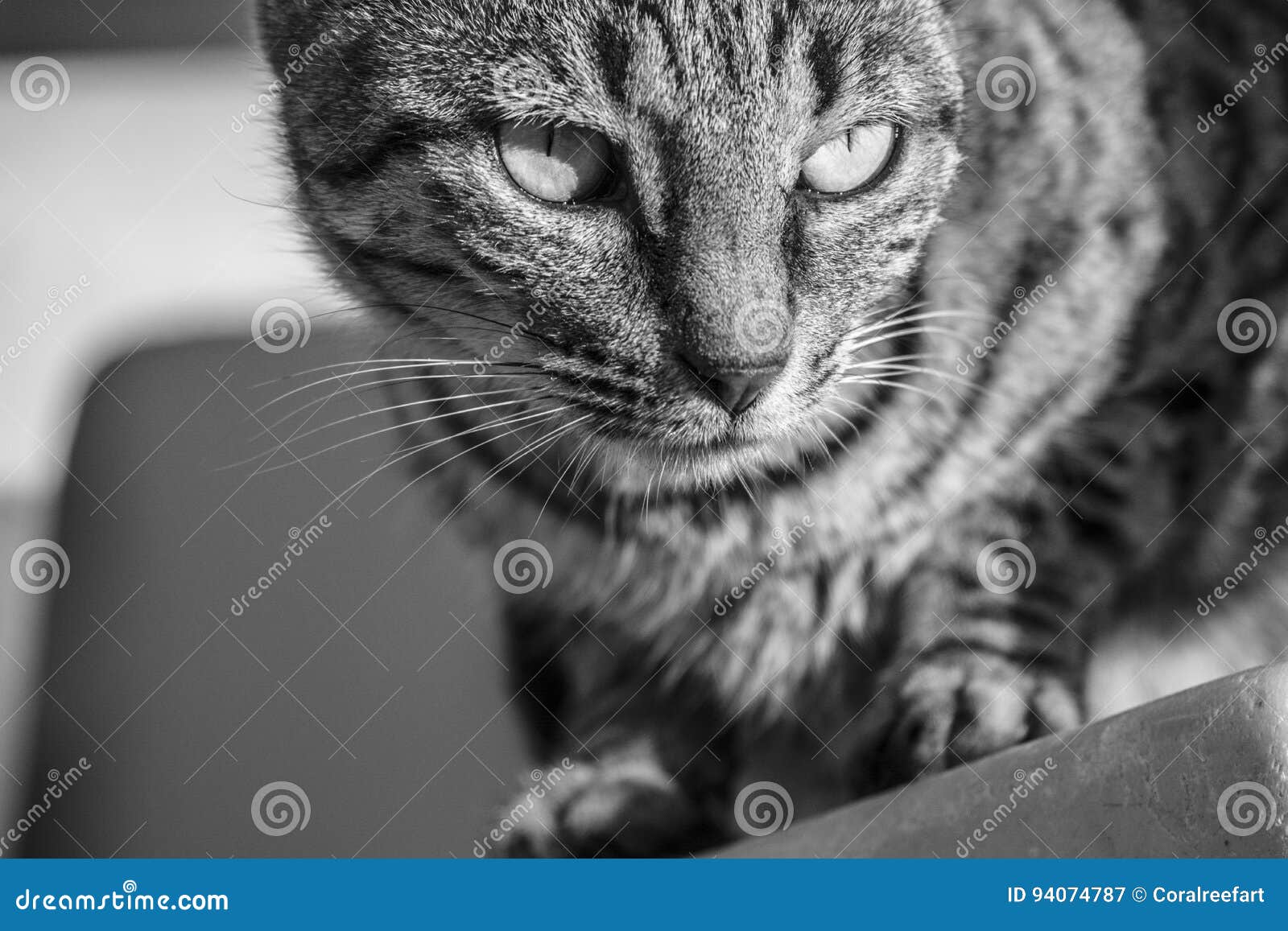 Furious Cat Ready To Attack Stock Image - Image of paws, kitties: 94074787