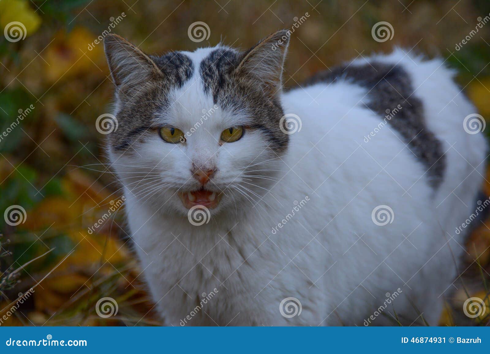 Furious cat stock image. Image of preety, animal, green - 46874931