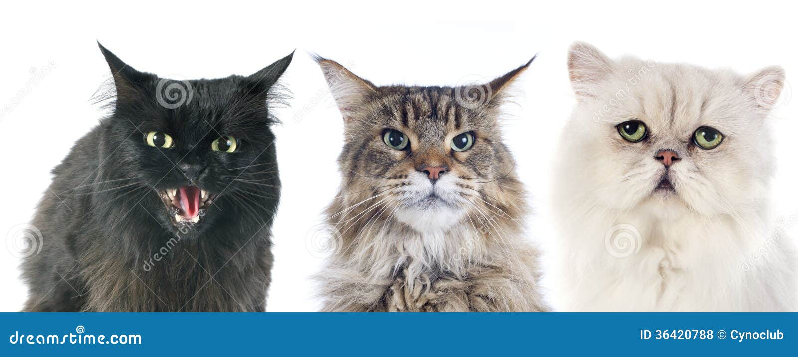 Angry Cats Are Isolated On A White Background. Cat`s Teeth. Cat`s Grin ...