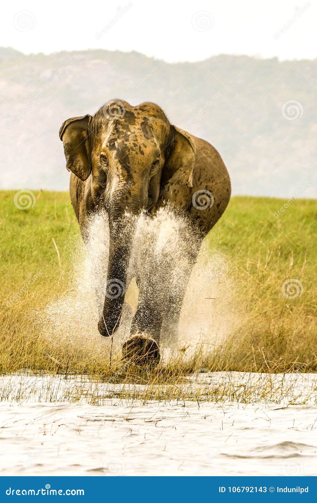 Furious Charging Wild Elephant on Water Stock Image - Image of attack ...