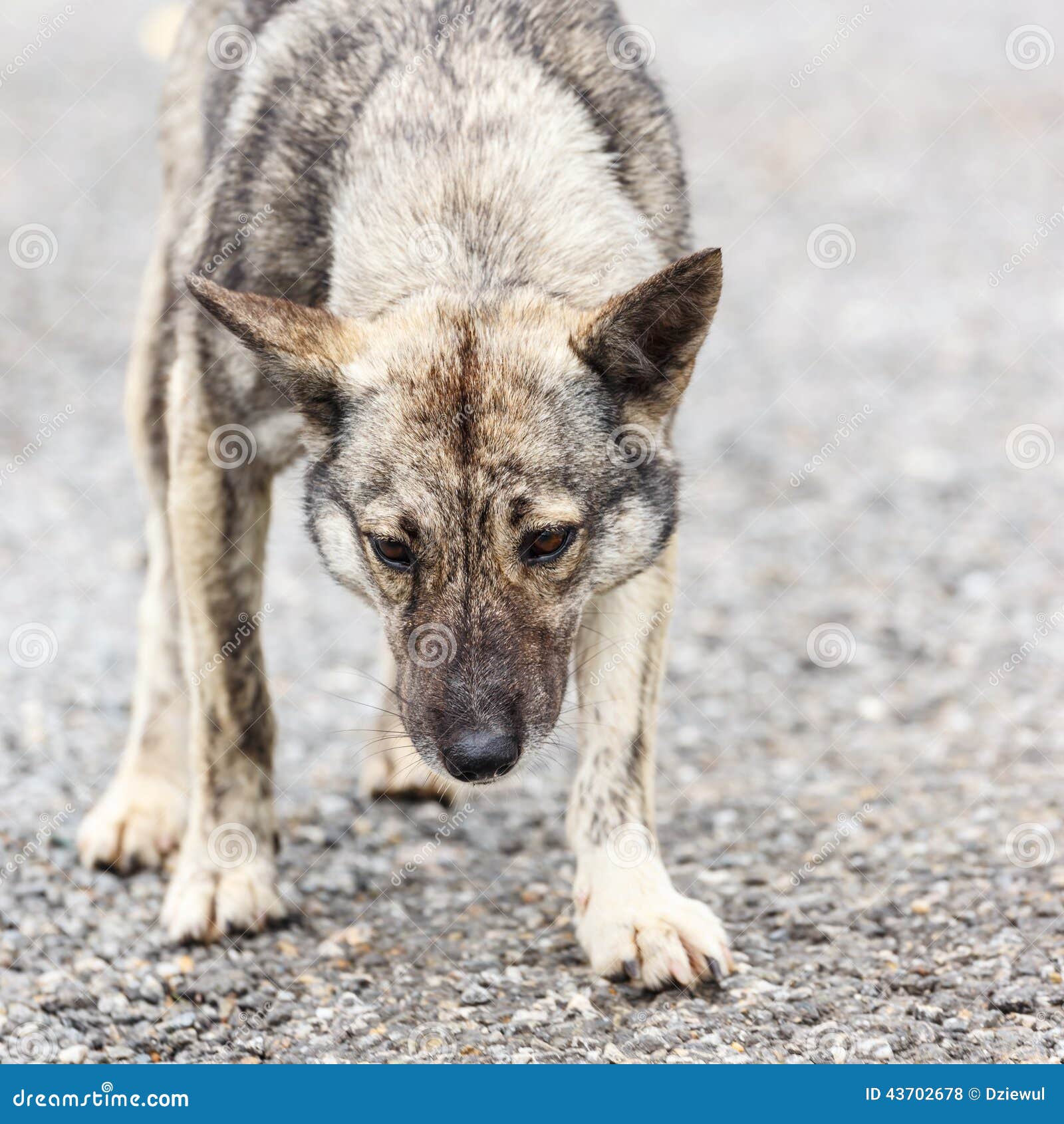 Furious dog stock photo. Image of bark, attack, furious - 43702678