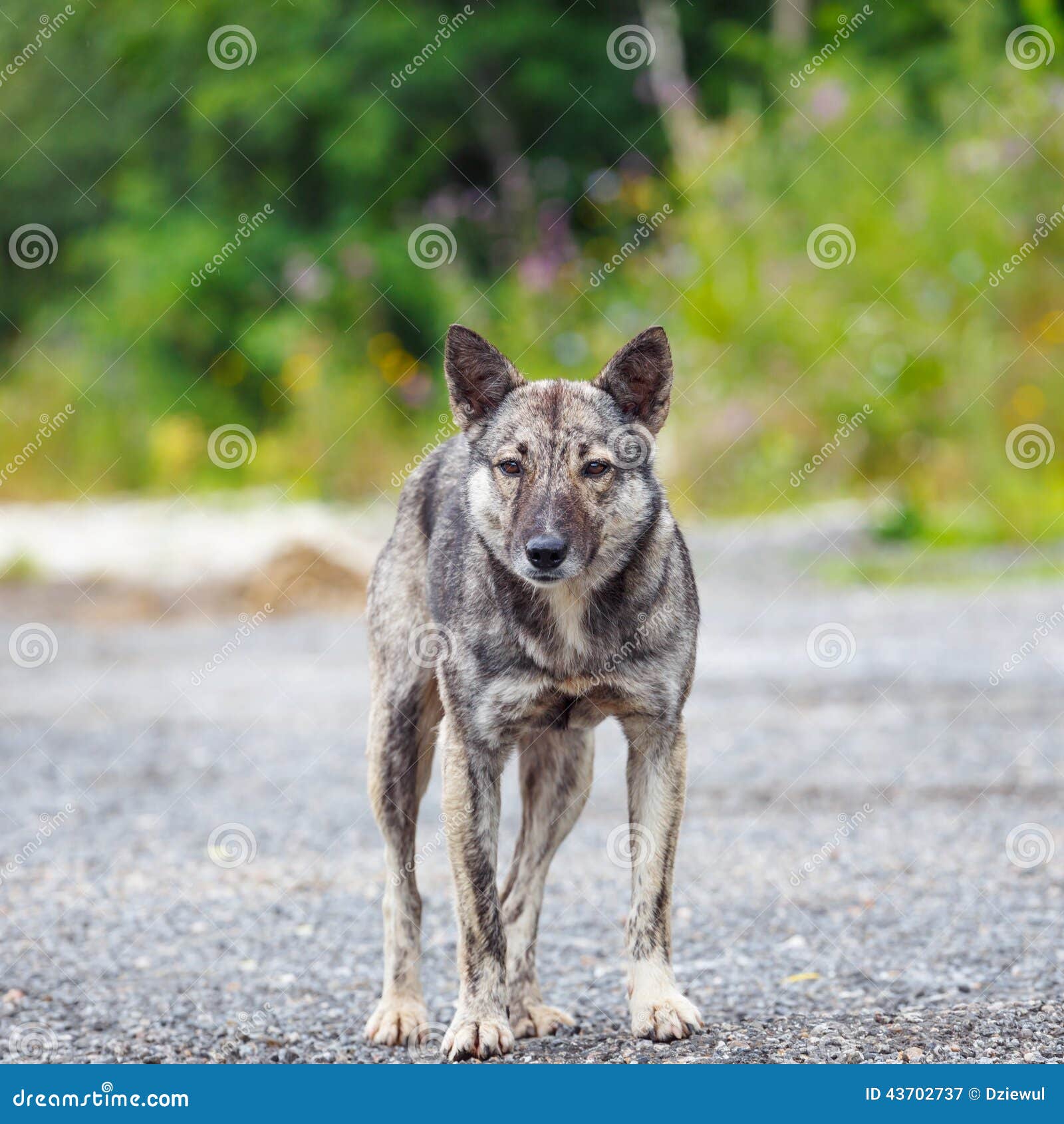 Furious dog stock image. Image of hostile, biting, homeless - 43702737