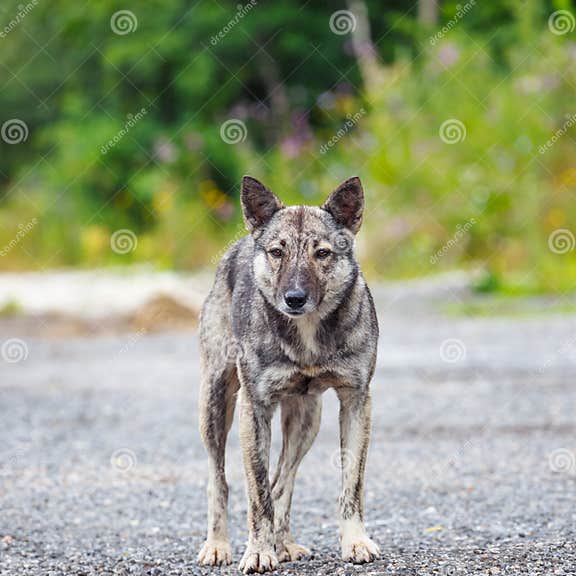 Furious dog stock image. Image of hostile, biting, homeless - 43702737