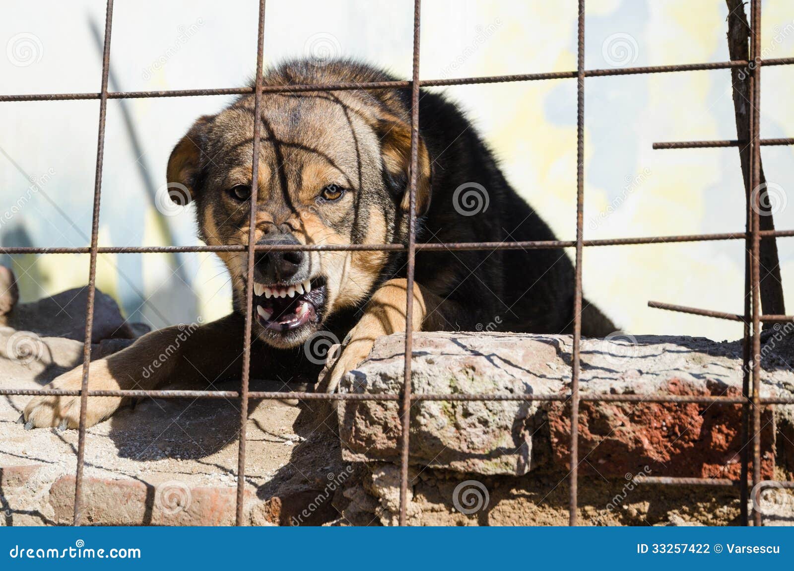 Furious dog stock photo. Image of furious, canine, aggressive - 33257422