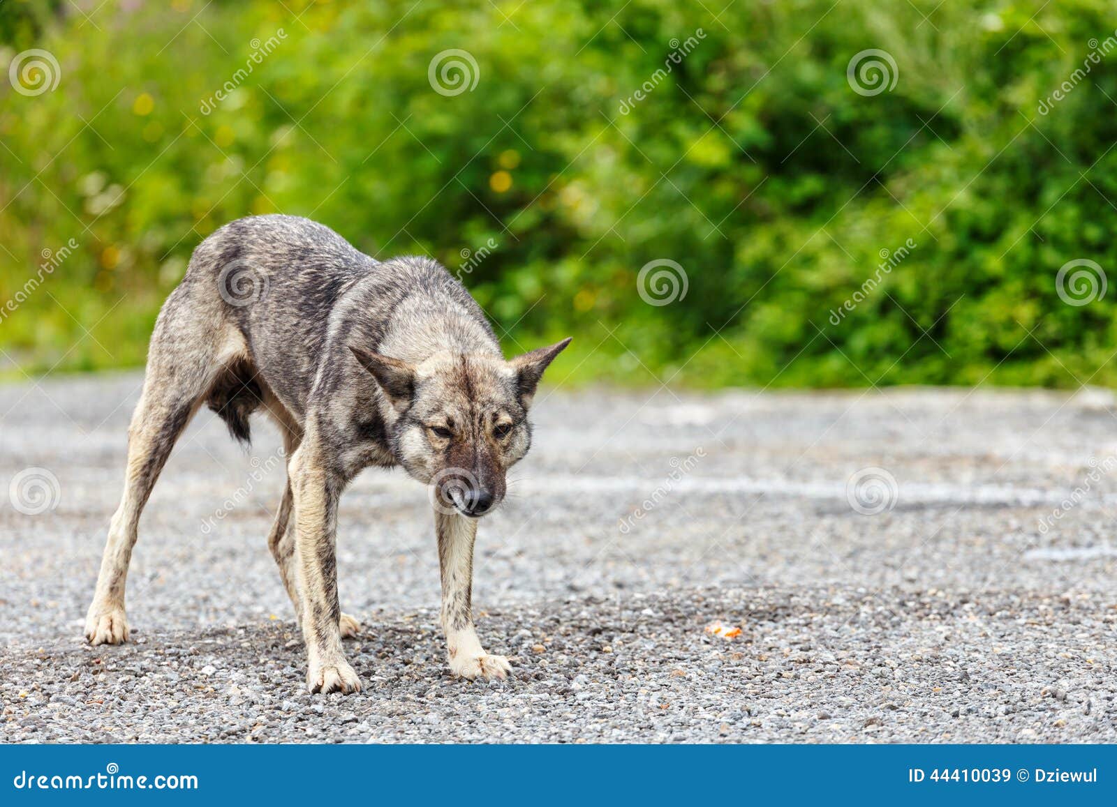 Furious dog stock image. Image of biting, healthy, companion - 44410039
