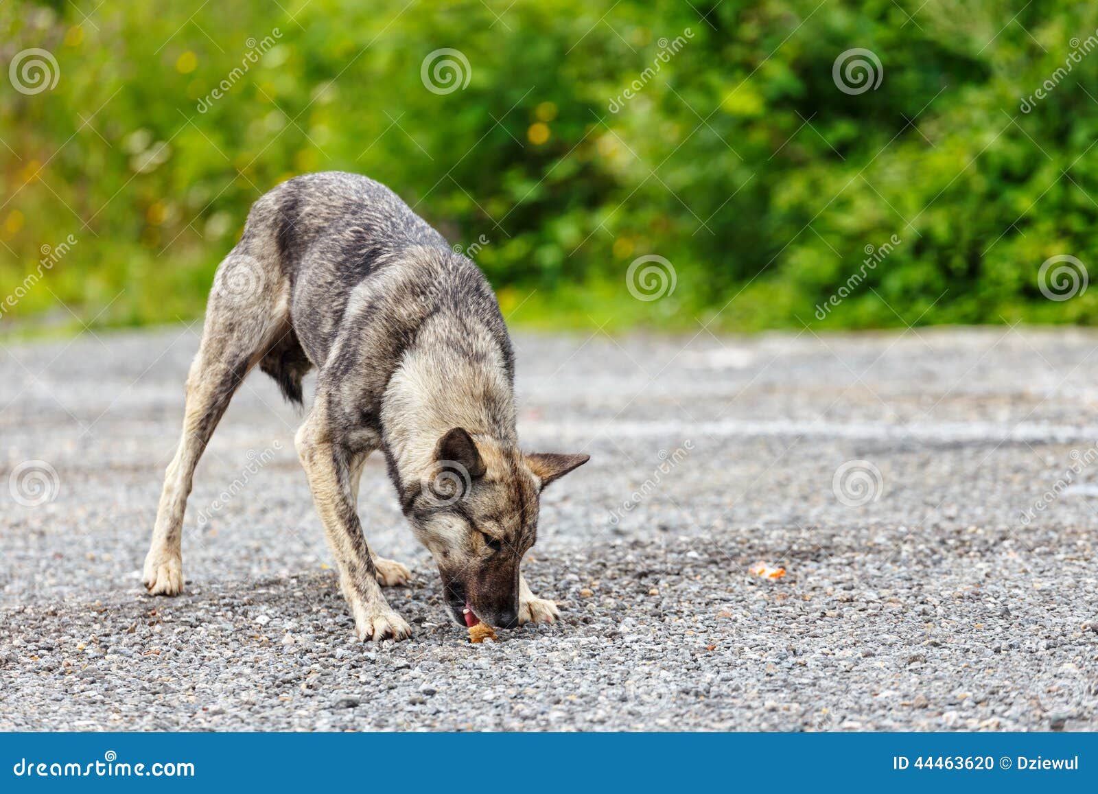 Furious dog stock photo. Image of mammal, intimidating - 44463620