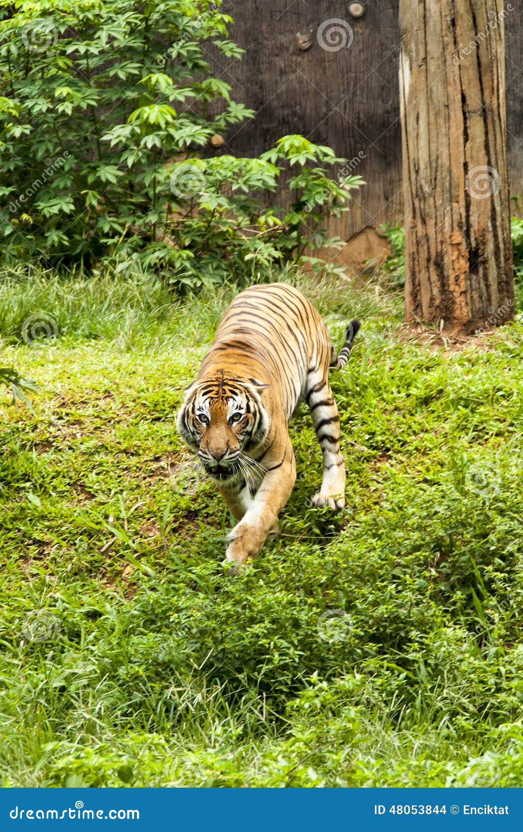 Furious Malayan Tiger stock photo. Image of portrait - 48053844