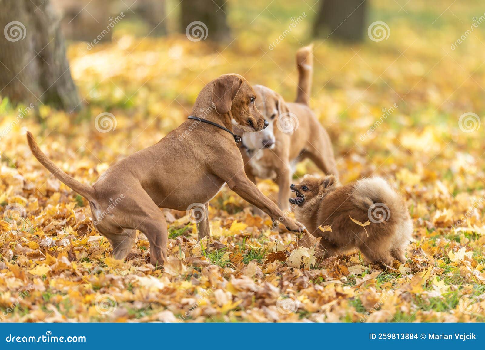 A Furious Meeting of Three Dogs during a Walk in Nature Stock Photo ...