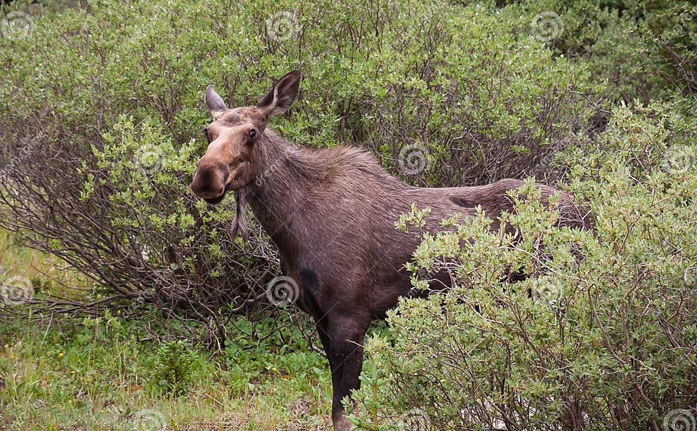 Furious Moose stock photo. Image of nature, beirdstat - 29451146