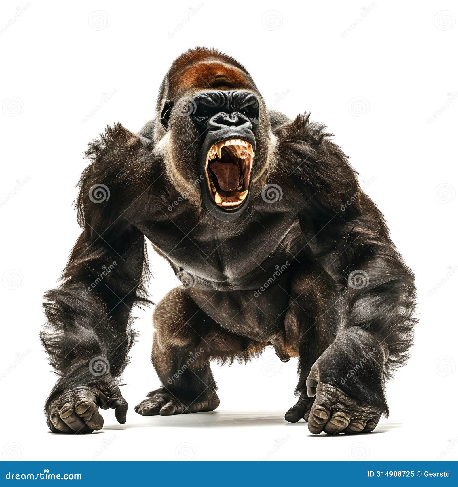 Furious Silverback Gorilla on Attack Mode Stock Image - Image of ...