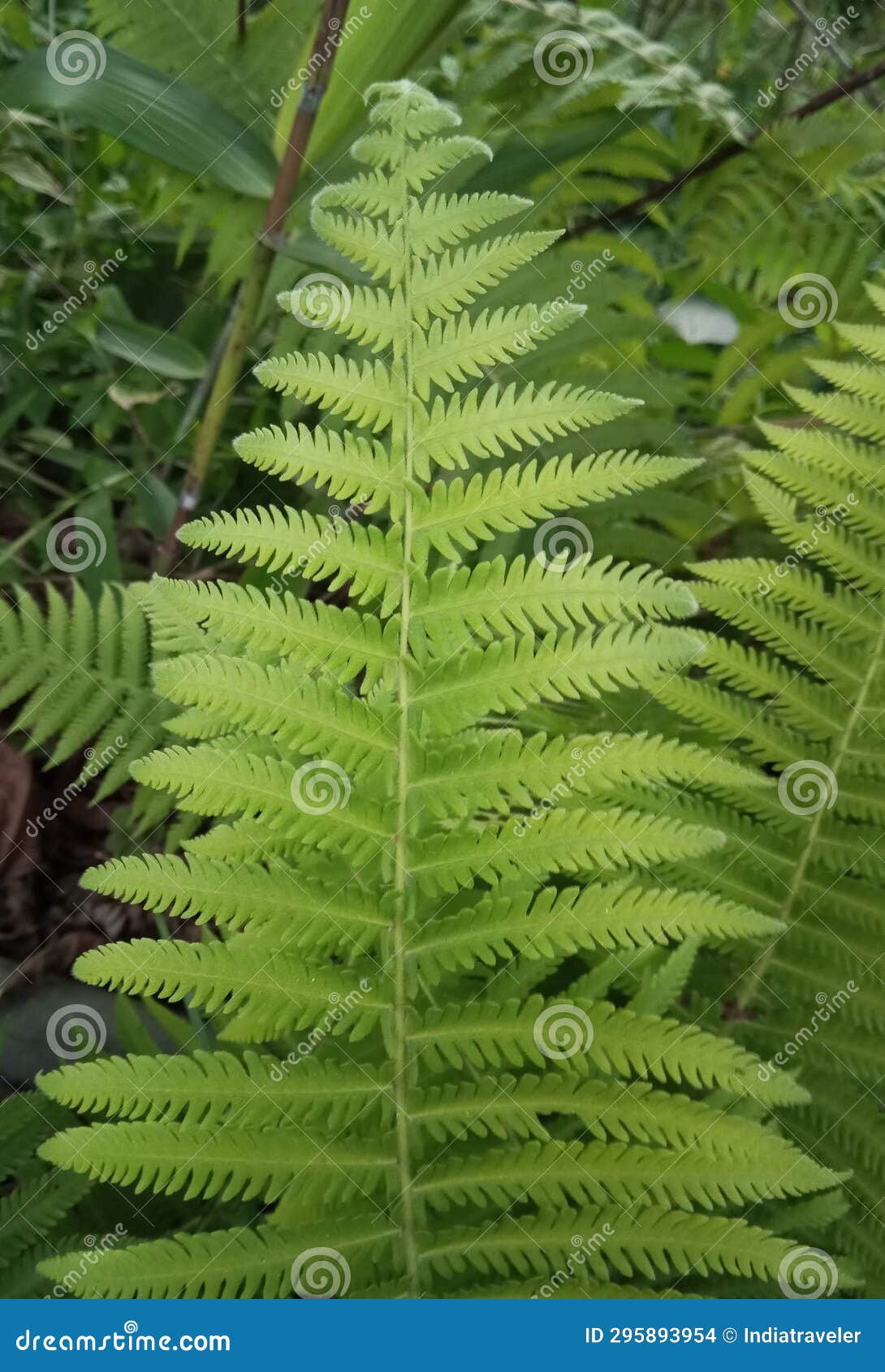 Furn leaves stock photo. Image of furn, leaves, plant - 295893954