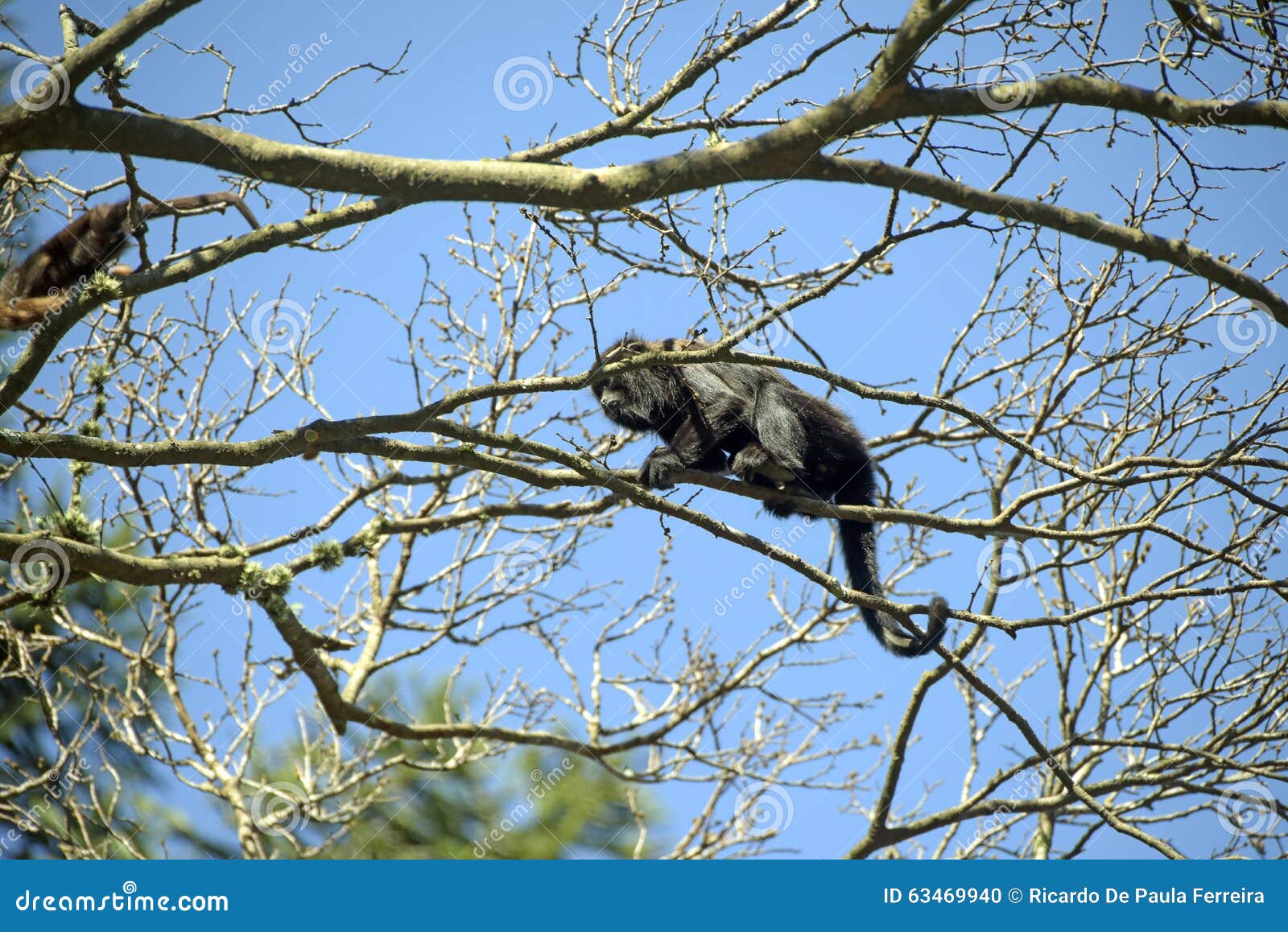 Furo De Brown Ou Macaco Marrom Do Urro Foto de Stock - Imagem de ...