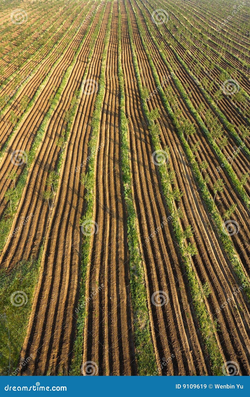Furrow stock image. Image of prosodic, agriculture, ecological - 9109619