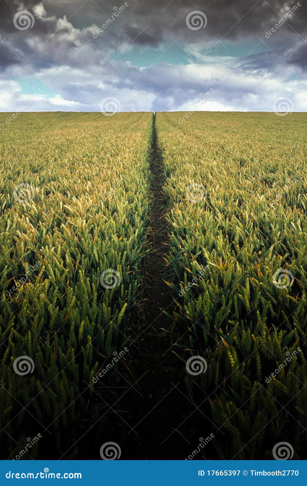 Furrow in wheat field stock image. Image of cornfield - 17665397