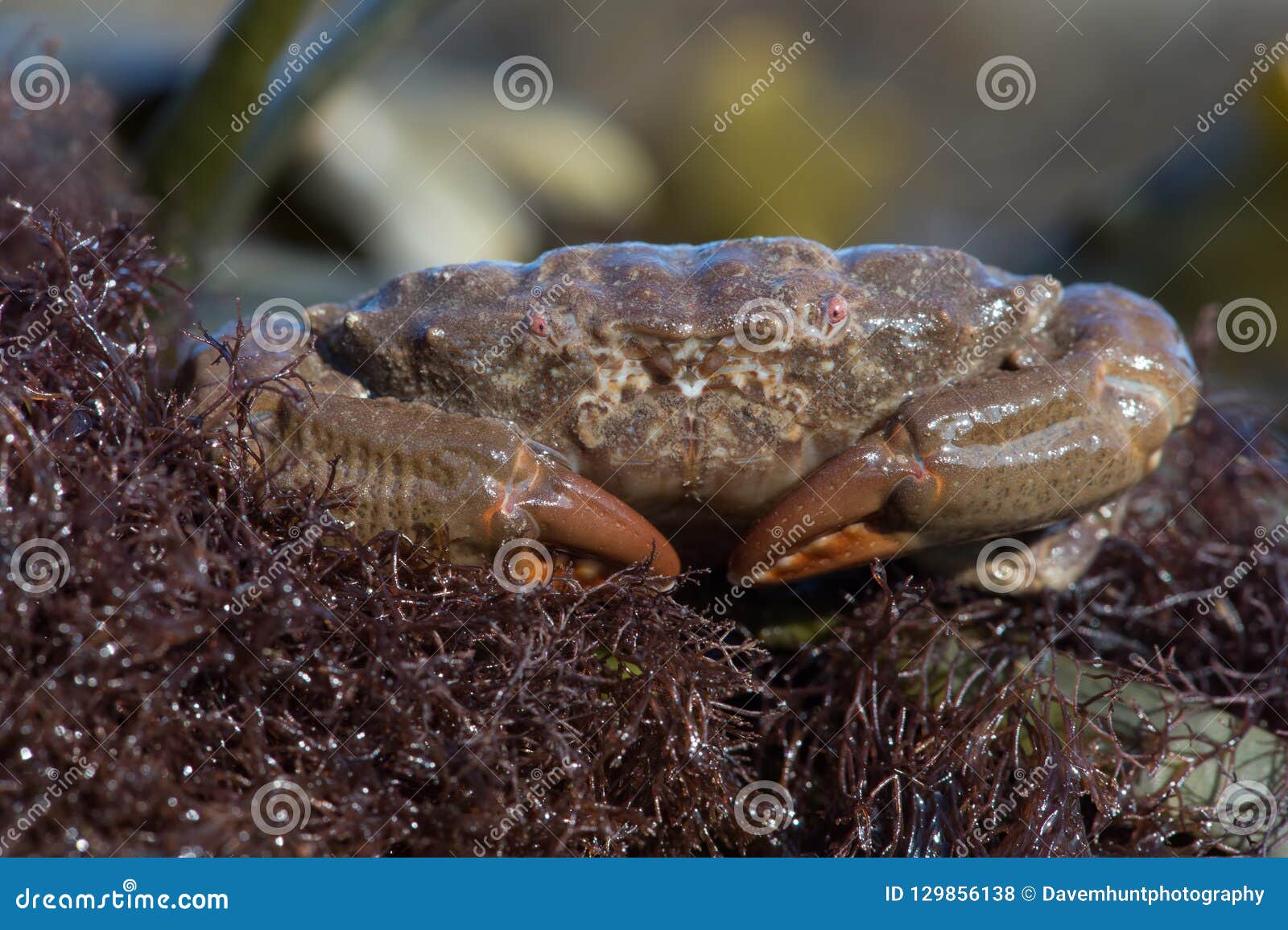 Furrowed Crab Xantho Hydrophilus Stock Photo - Image of organism, close ...