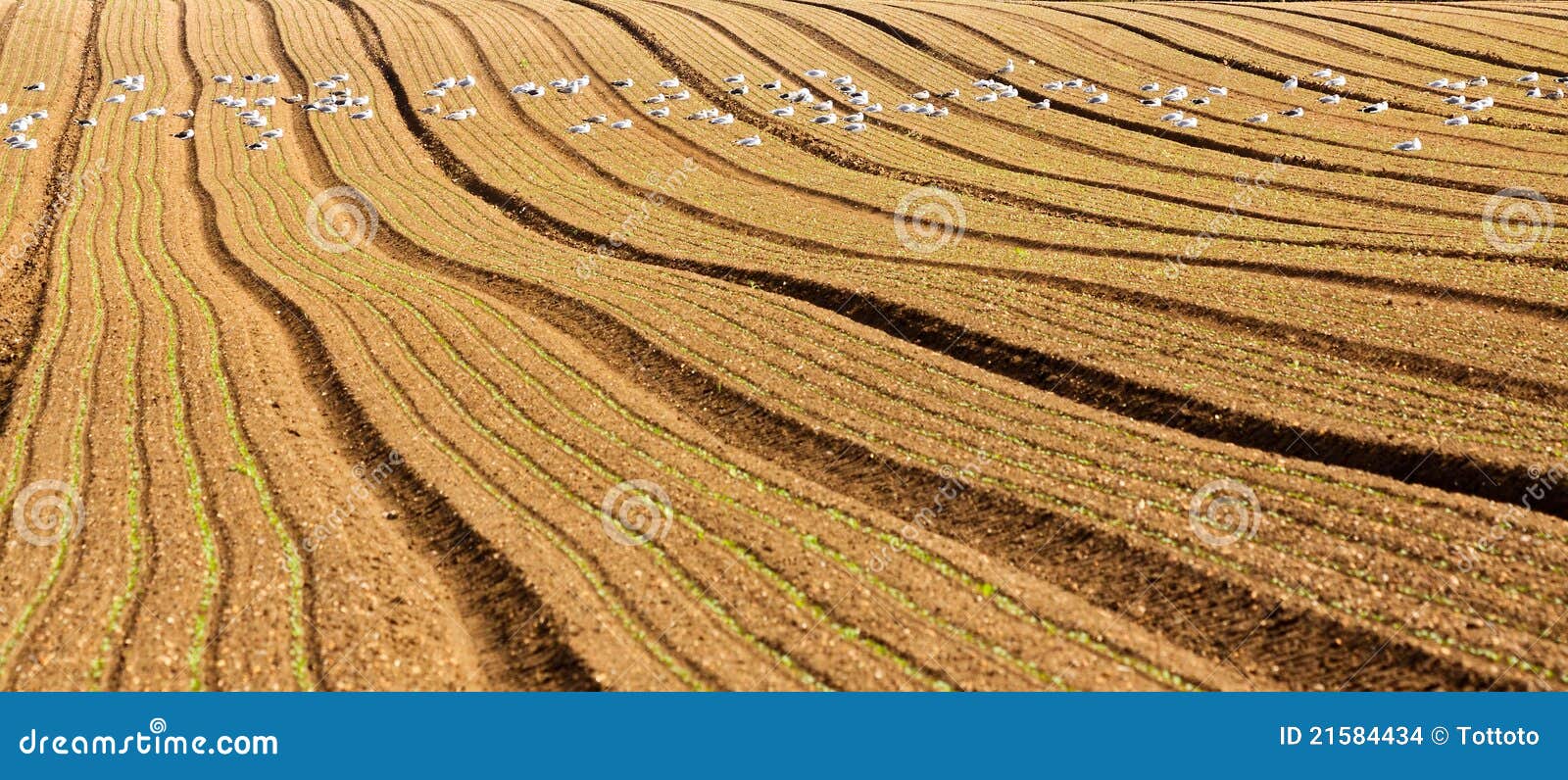 Furrows stock photo. Image of environment, farmland, countryside - 21584434