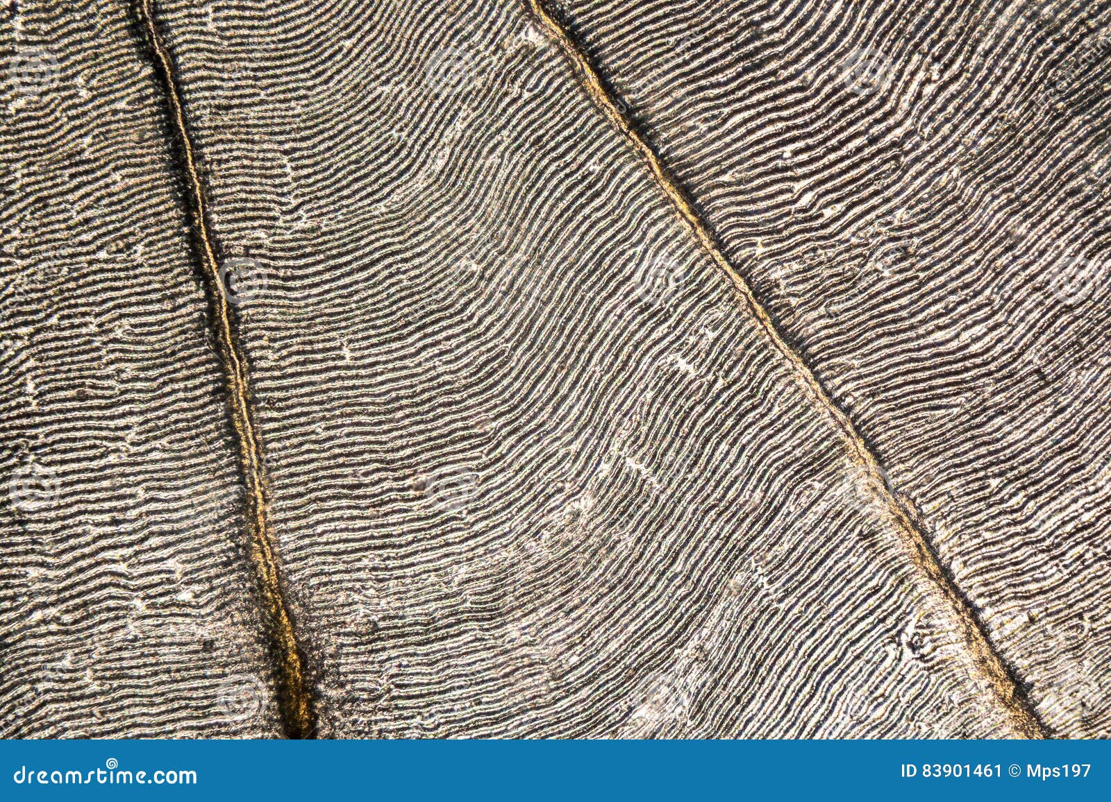 Furrows of bream scale stock image. Image of abramis - 83901461