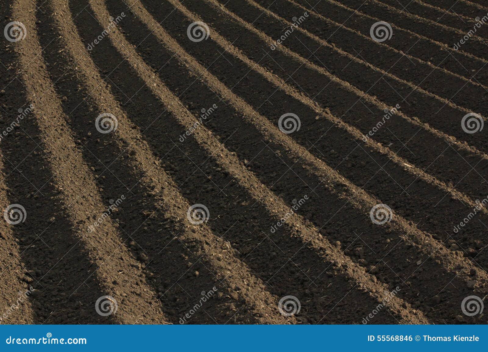 Furrows stock photo. Image of cultivation, furrows, ground - 55568846