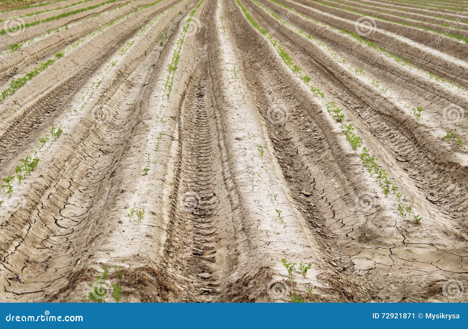 Furrows on the field stock image. Image of agrarian, furrows - 72921871