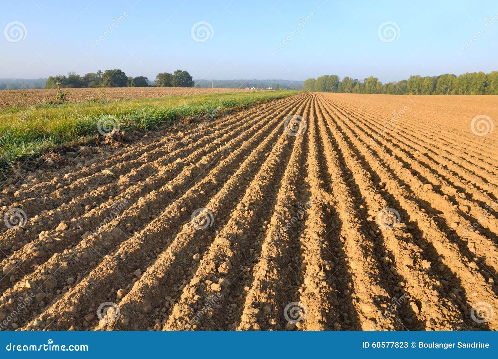 Furrows in land stock image. Image of brown, agriculture - 60577823