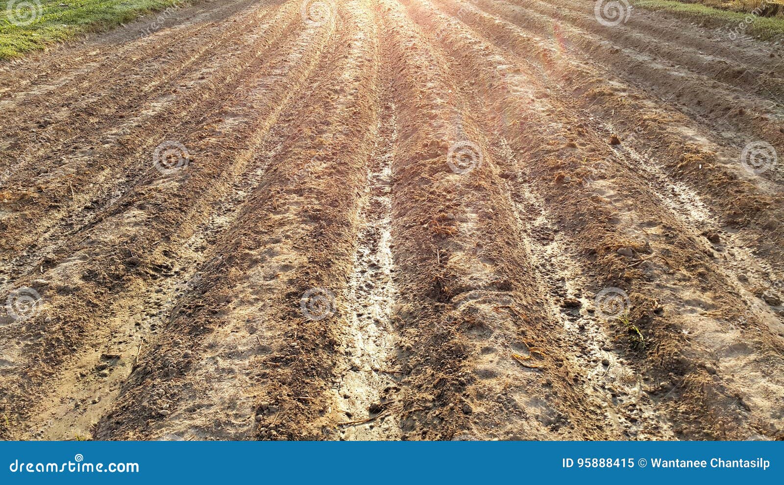 Furrows Row Pattern of Plowed Agricultural Fields Stock Image - Image ...