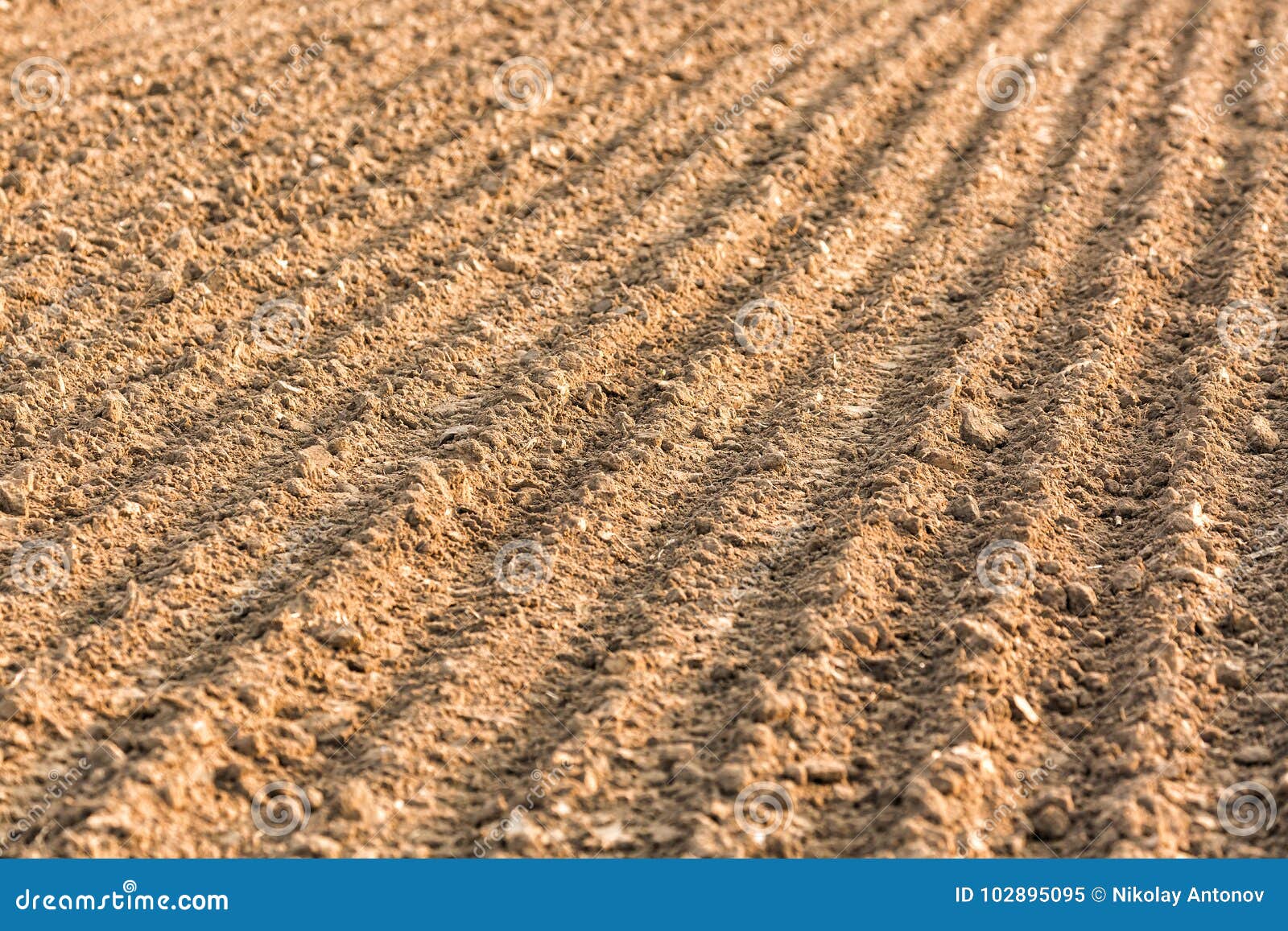 Furrows Row Pattern in a Plowed Field. Background or Texture with ...