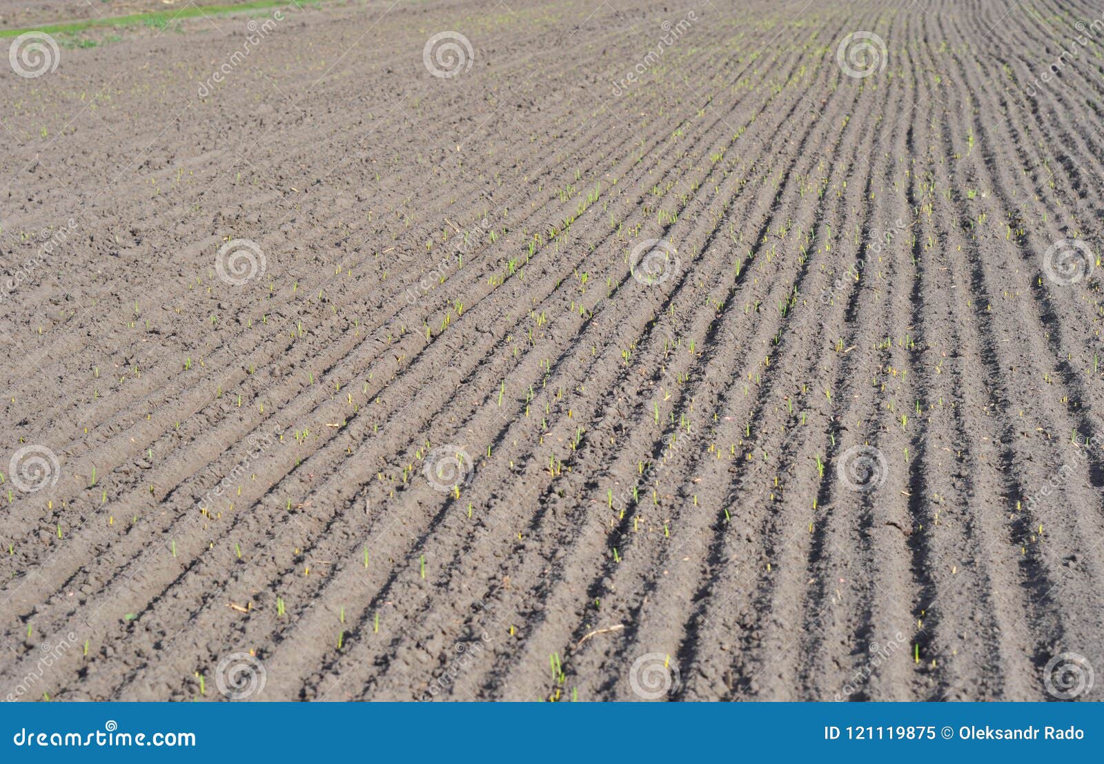 Furrows Row Pattern in a Plowed Field with Planting and Growing Crops ...