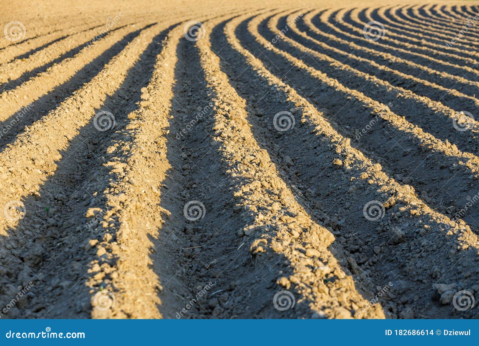 Furrows Row Pattern in a Plowed Field Prepared for Planting Crops Stock ...