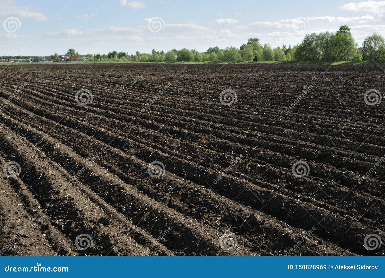 Furrows Row Pattern in a Plowed Field Prepared for Planting Crops in ...