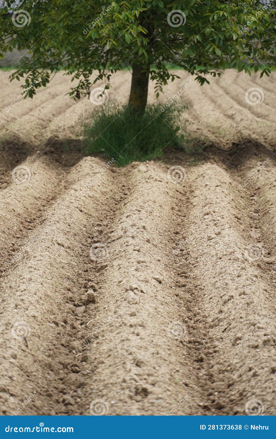 Tree and Furrows Row Pattern in a Plowed Field Prepared for Planting ...