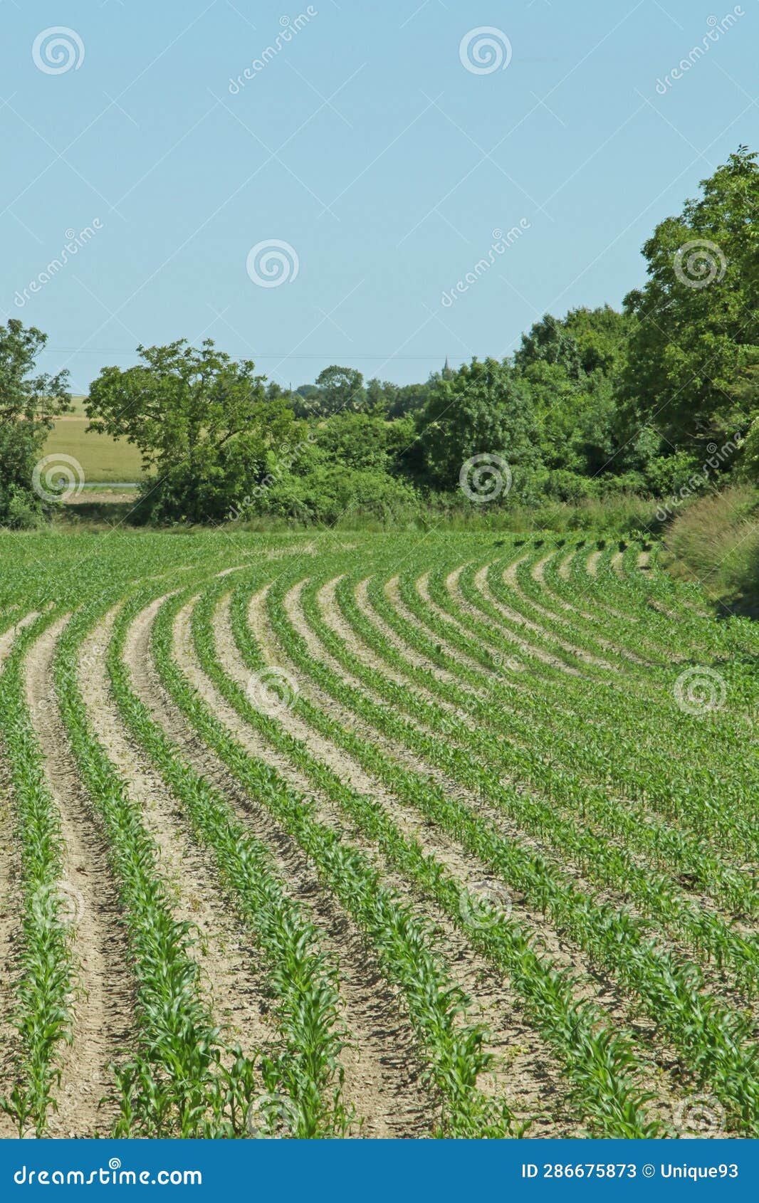 Furrows of Young Corn Shoots in a Field Stock Image - Image of furrow ...