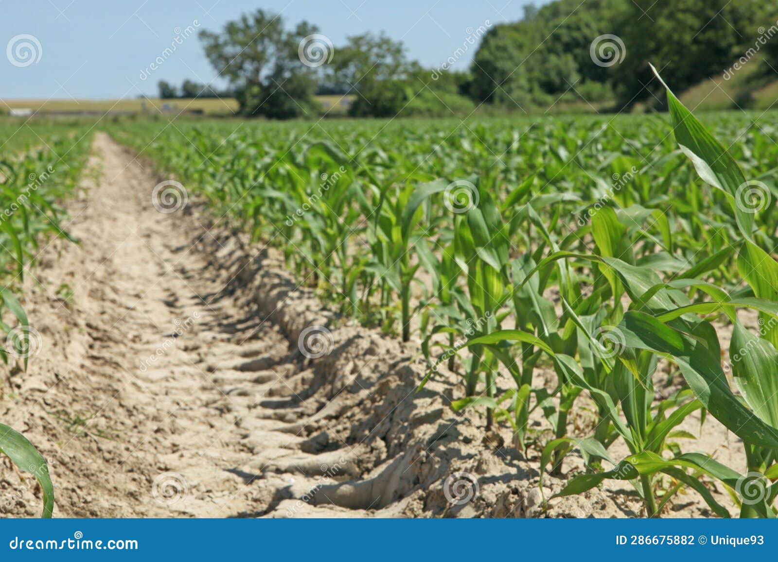 Furrows of Young Corn Shoots in a Field Stock Photo - Image of shoots ...