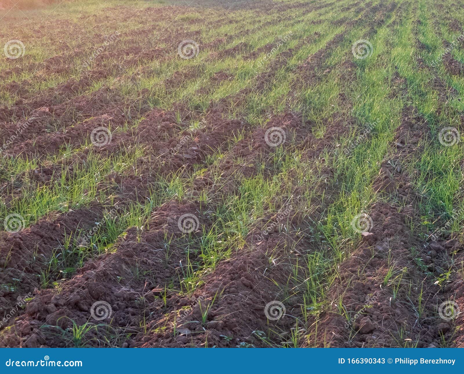 Furrows and Young Sprouts of Wheat in the Agricultural Field Stock ...