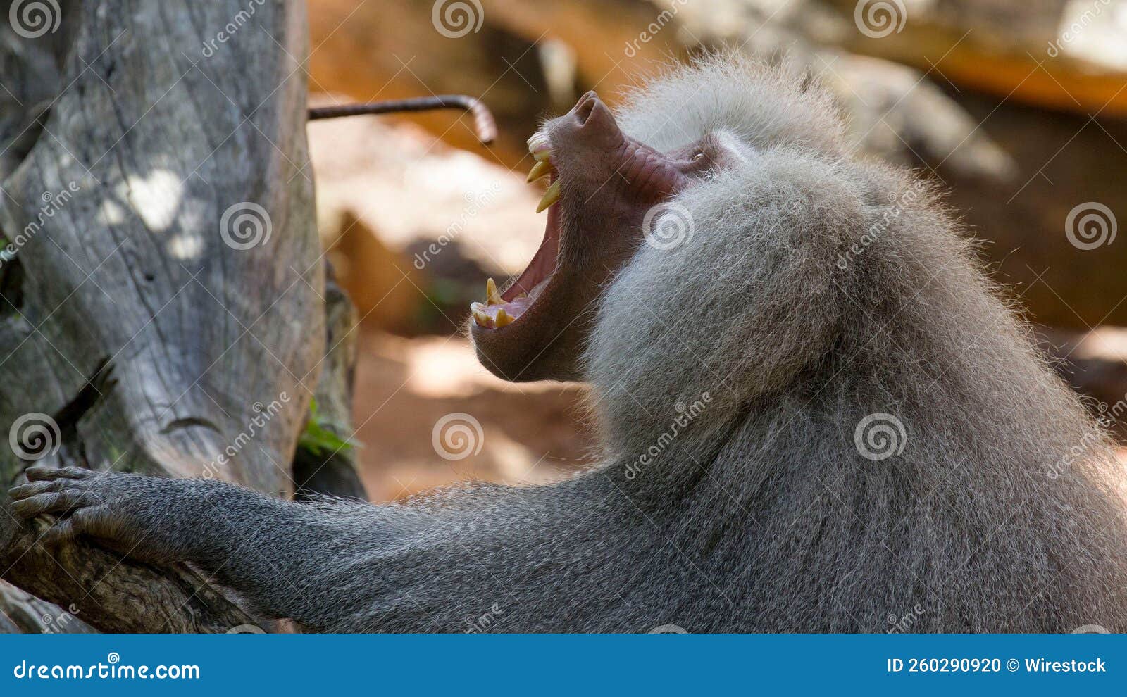 Furry Baboon with Its Mouth Open Wide Stock Photo - Image of nature ...