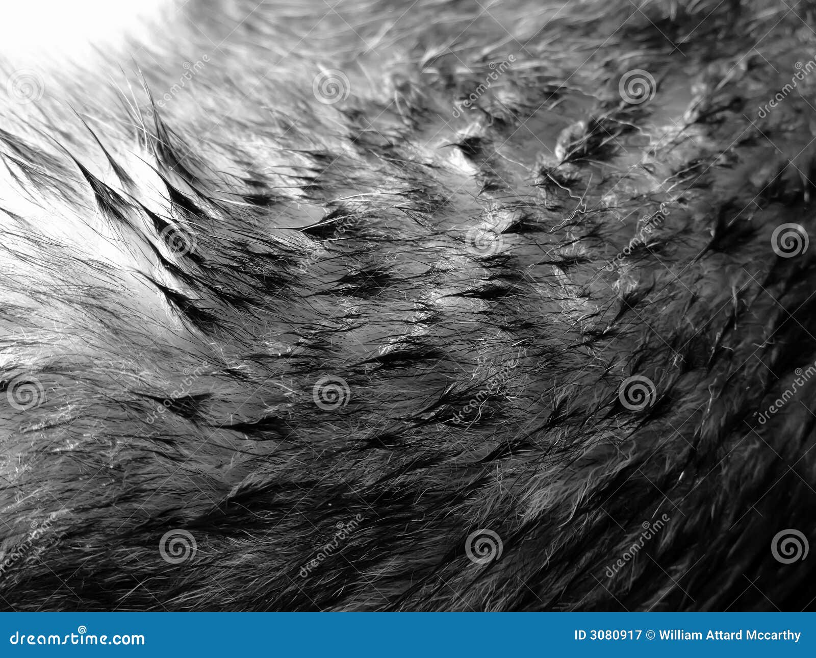 Furry Backdrop stock image. Image of molt, molting, detail - 3080917