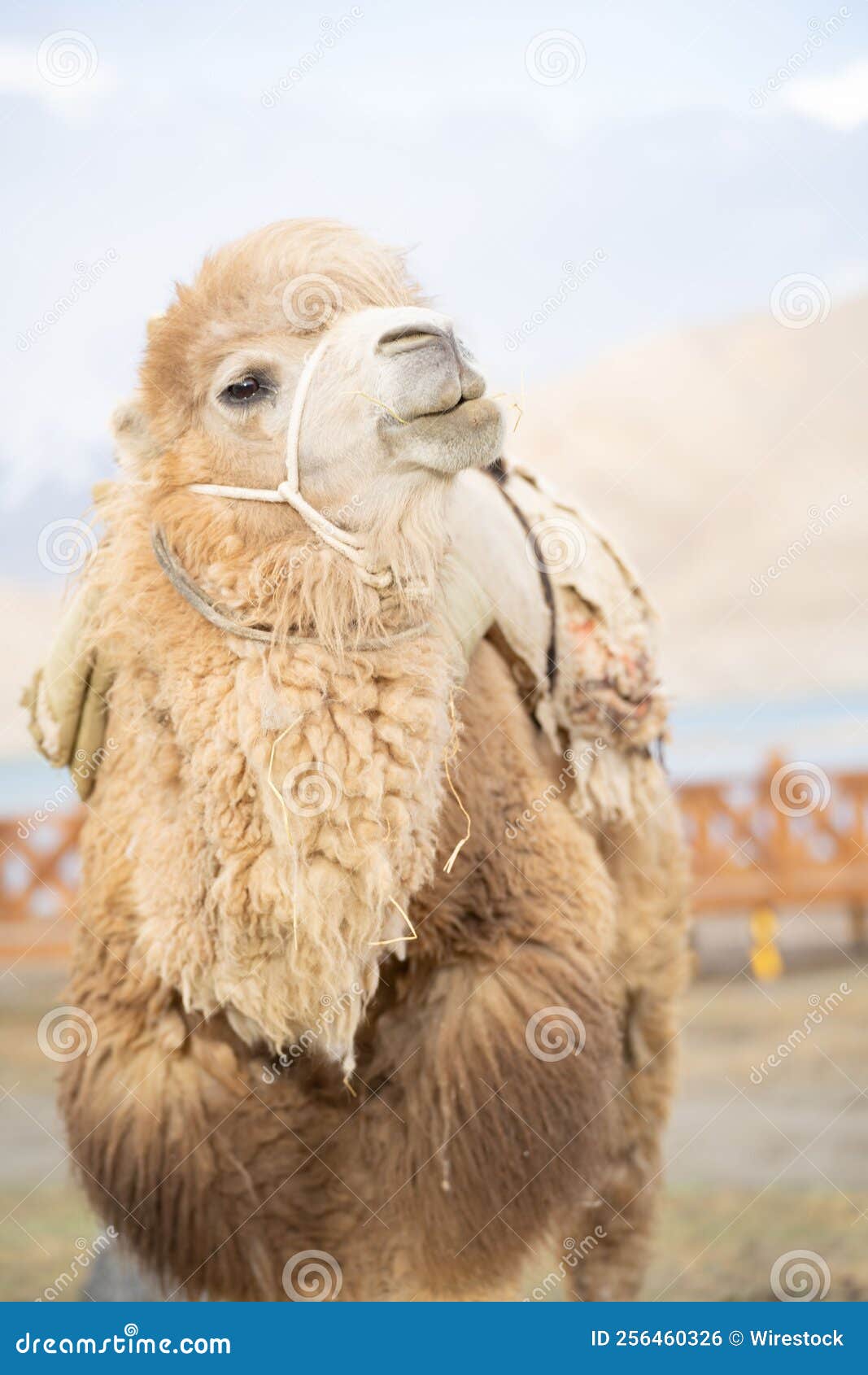 Furry Brown Camel on the Desert Stock Photo - Image of animals, arabian ...