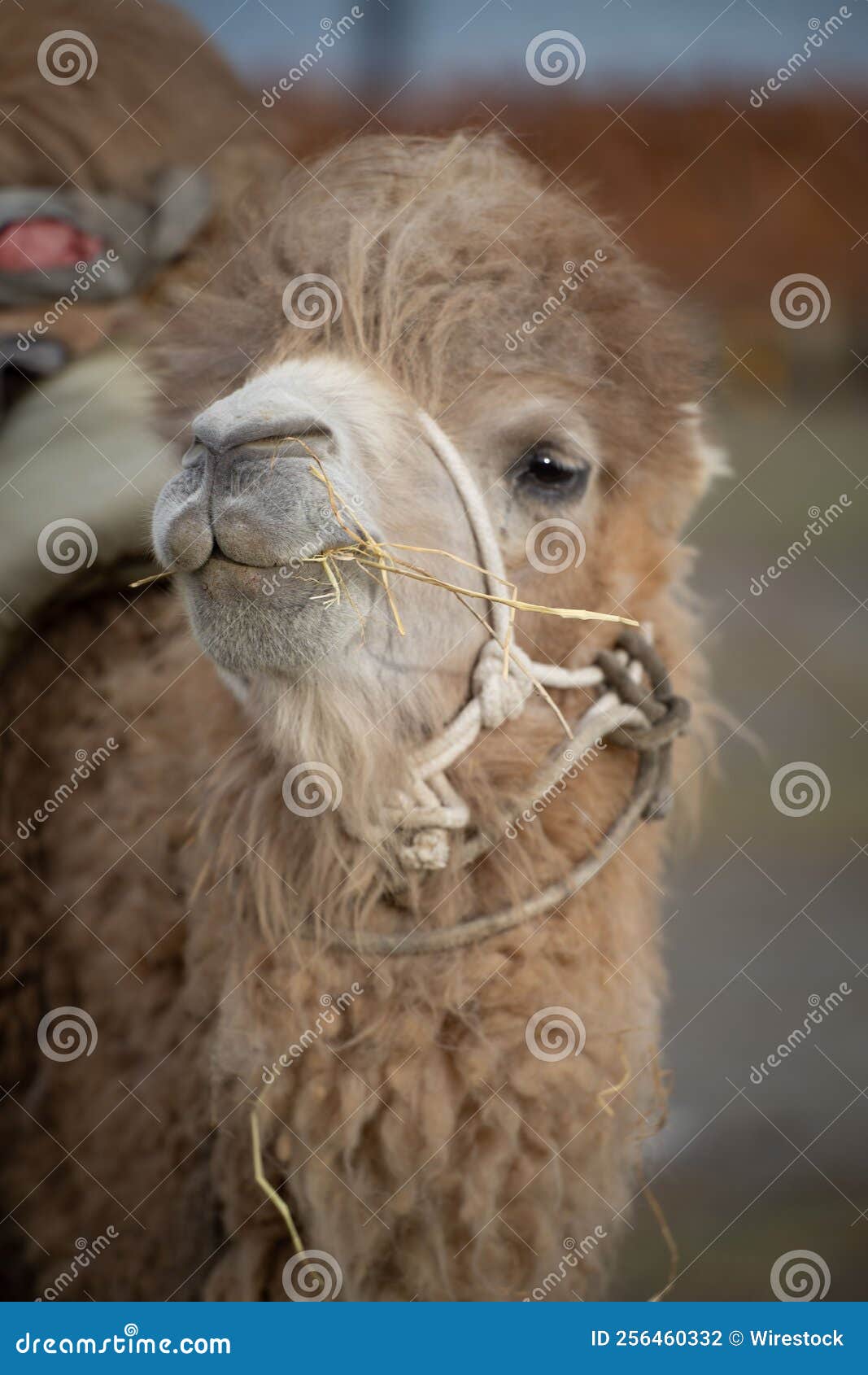 Furry Brown Camel on the Desert Stock Photo - Image of wild, rock ...
