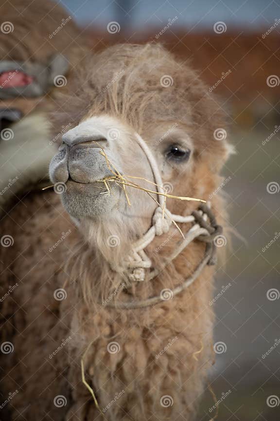 Furry Brown Camel on the Desert Stock Photo - Image of wild, rock ...