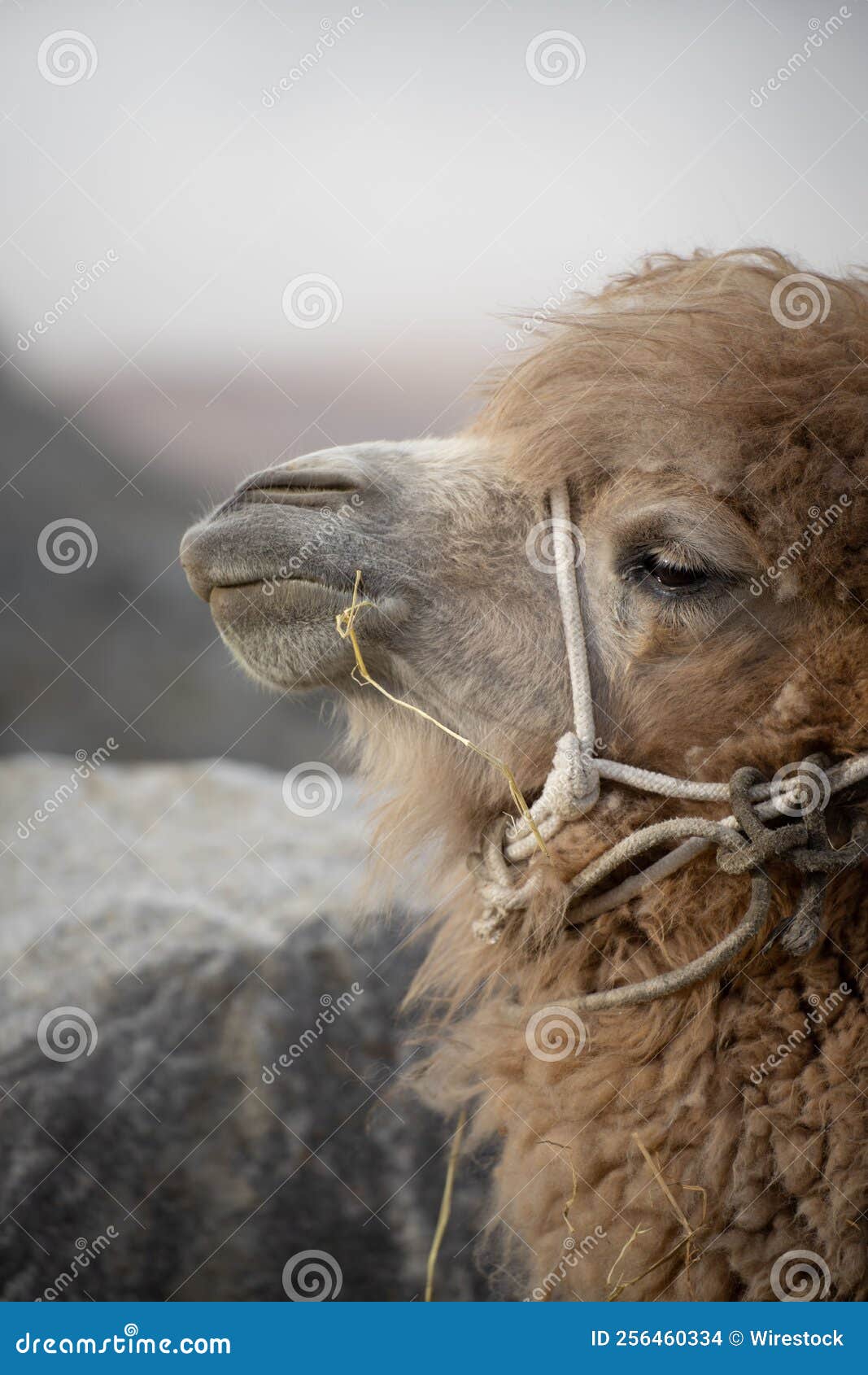 Furry Brown Camel on the Desert Stock Photo - Image of africa, animals ...