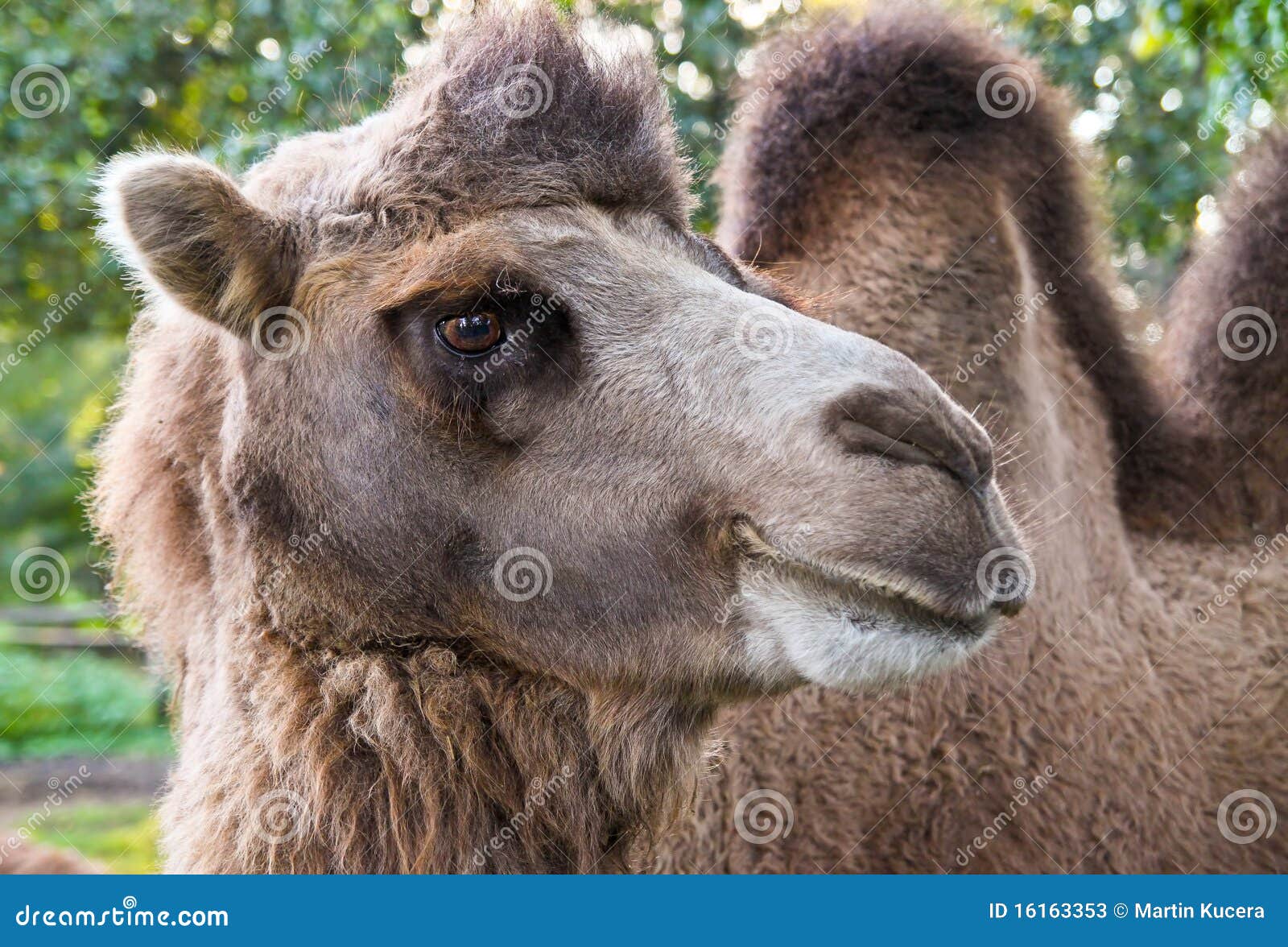 Furry brown camel in zoo stock image. Image of single - 16163353