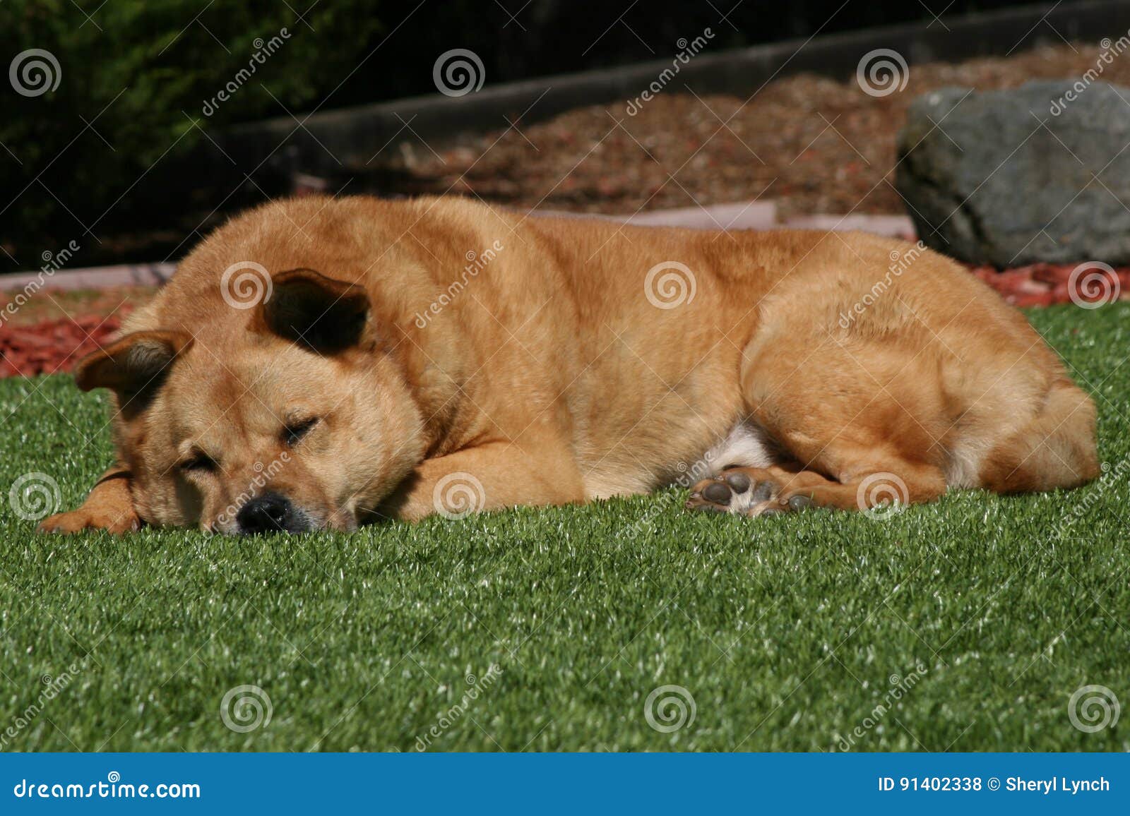Furry Brown Dog Sleeping on Grass Stock Photo - Image of turf, brown ...