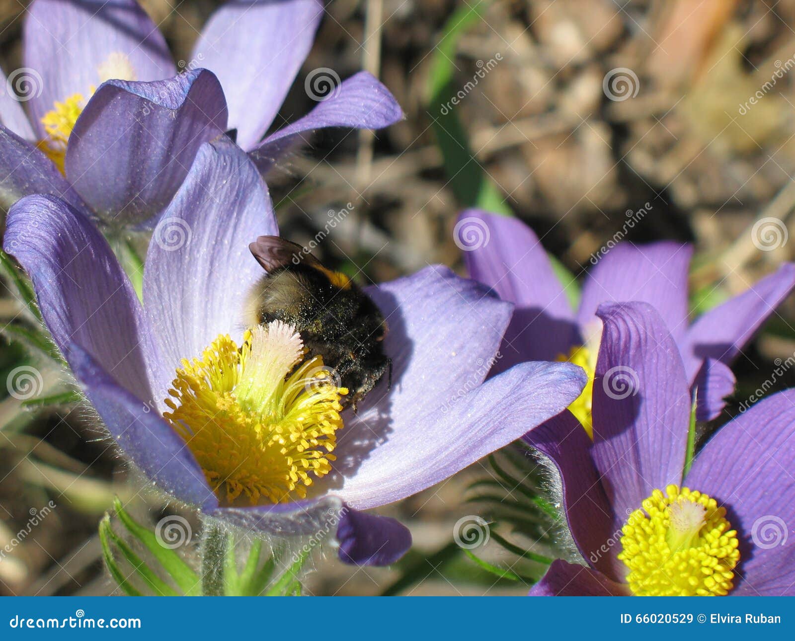 Furry Bumblebee on the Spring Flower Stock Image - Image of plant ...