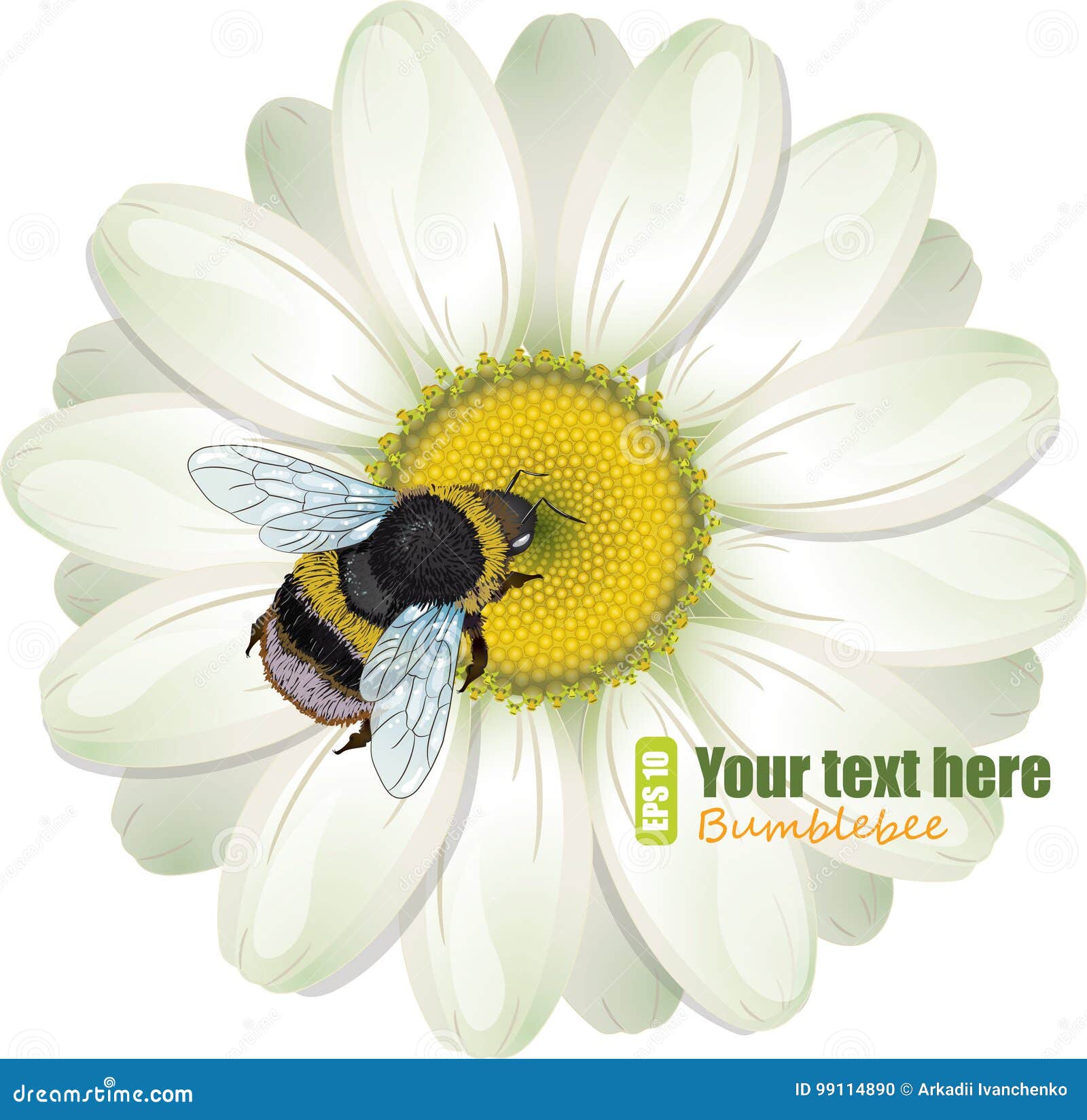 Bumblebee On A White Background. Watercolor Drawing. Insects Art ...