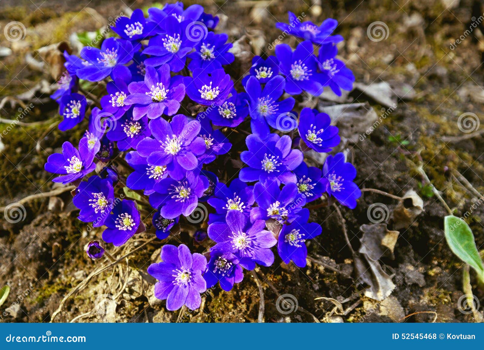 Furry Bush First Spring Flowers Stock Photo - Image of forest, purple ...