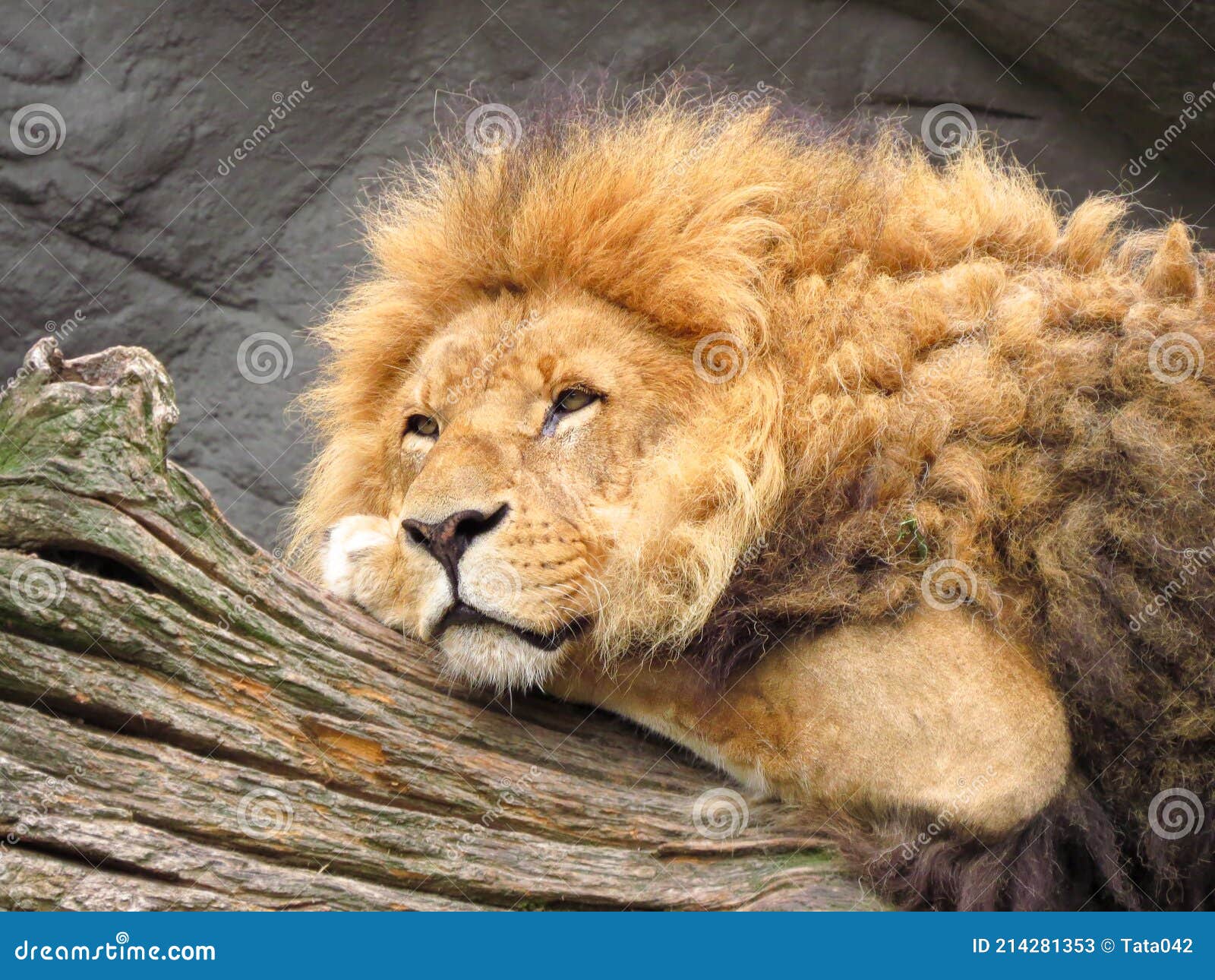 Furry Calm King Lion Lying on Tree Stock Image - Image of lion, african ...