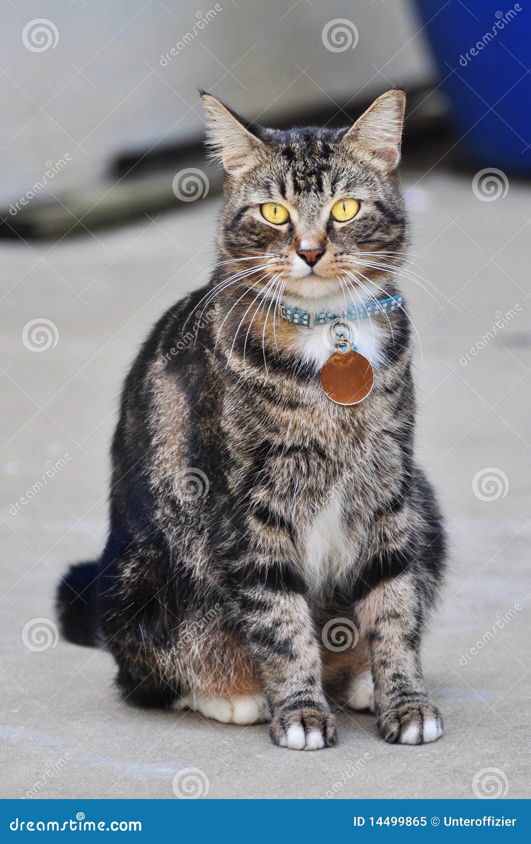 Furry Cat stock image. Image of sniff, collar, care, smell - 14499865