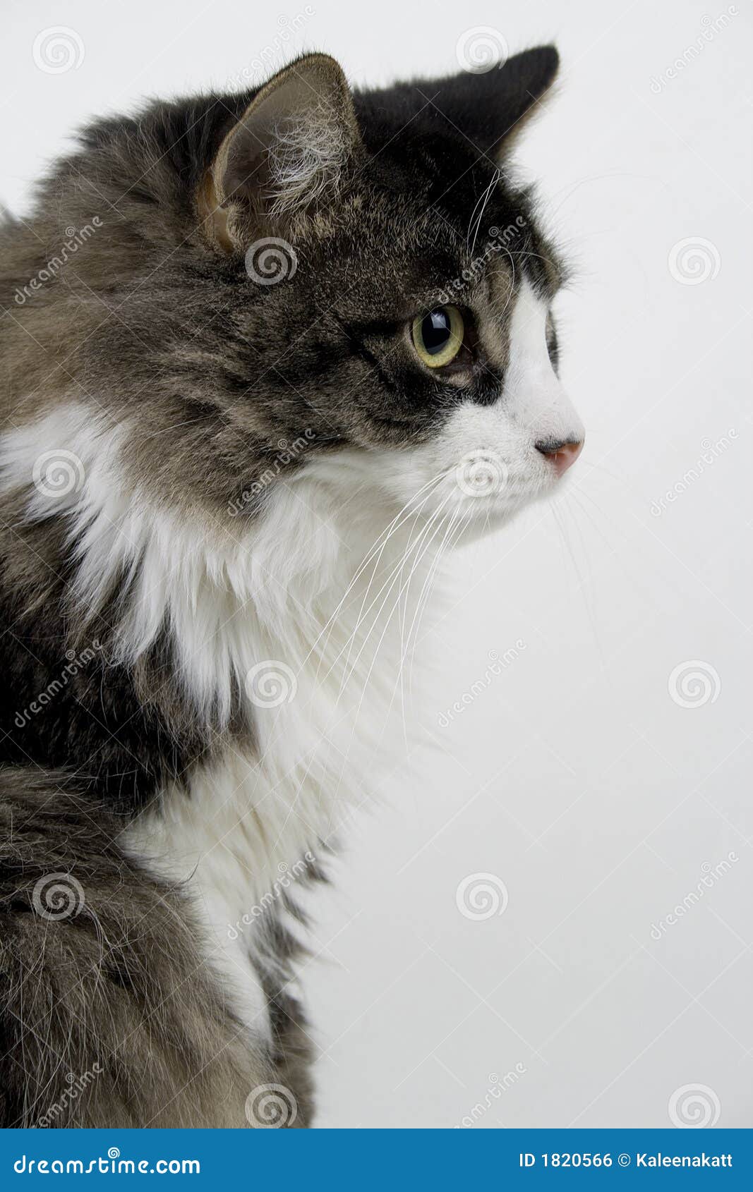 Furry Cat stock photo. Image of white, isolated, licking - 1820566