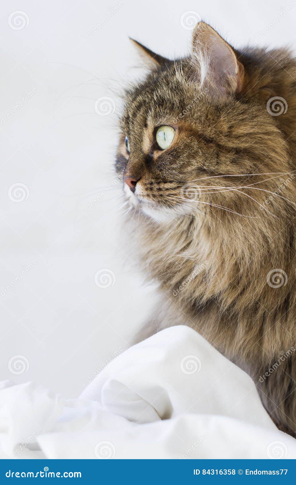 Furry Cat of Siberian Breed, Brown Mackerel Version Stock Photo - Image ...