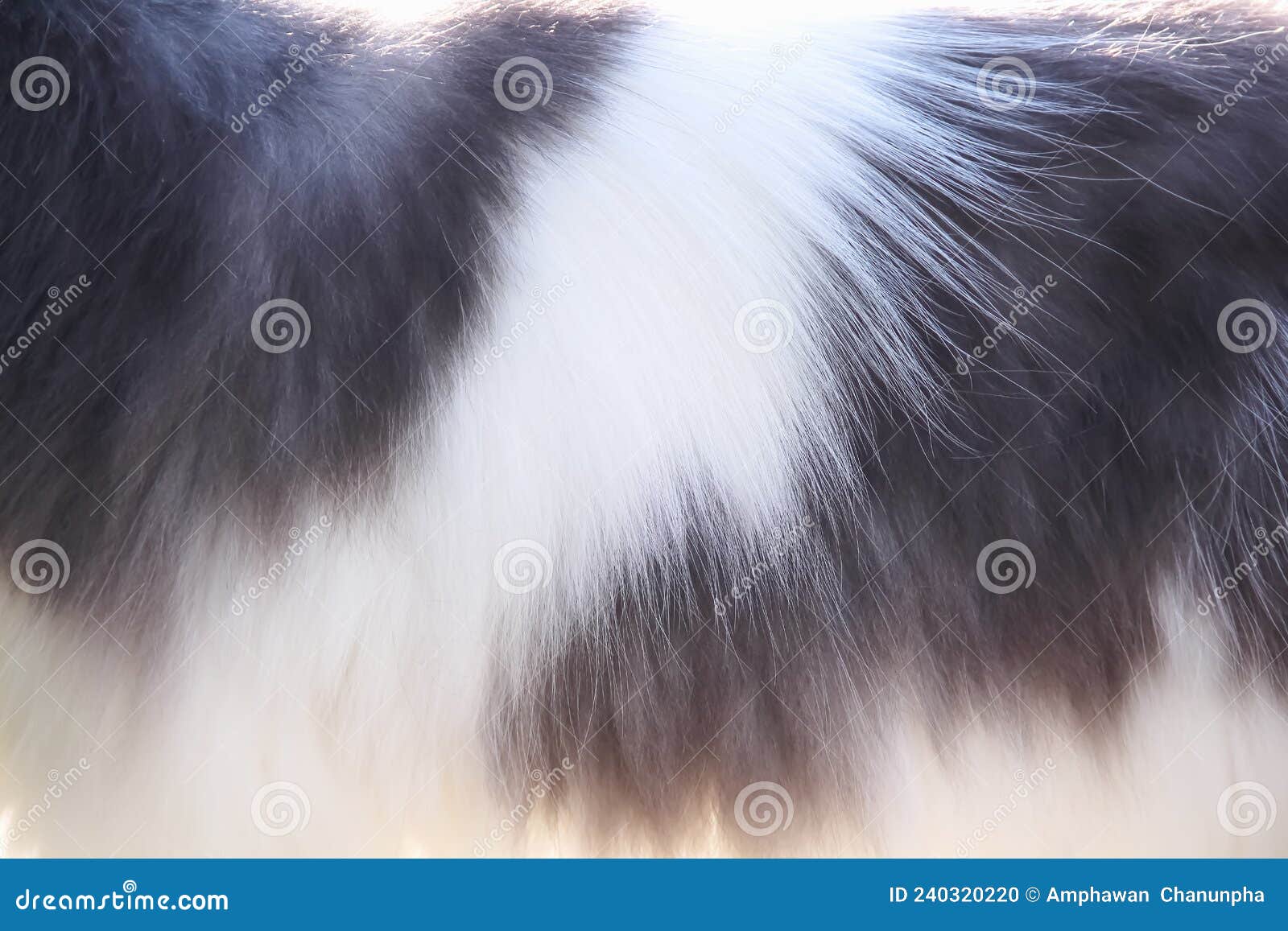 Furry Cat Soft Smooth Texture Abstract White and Black Patterns for ...