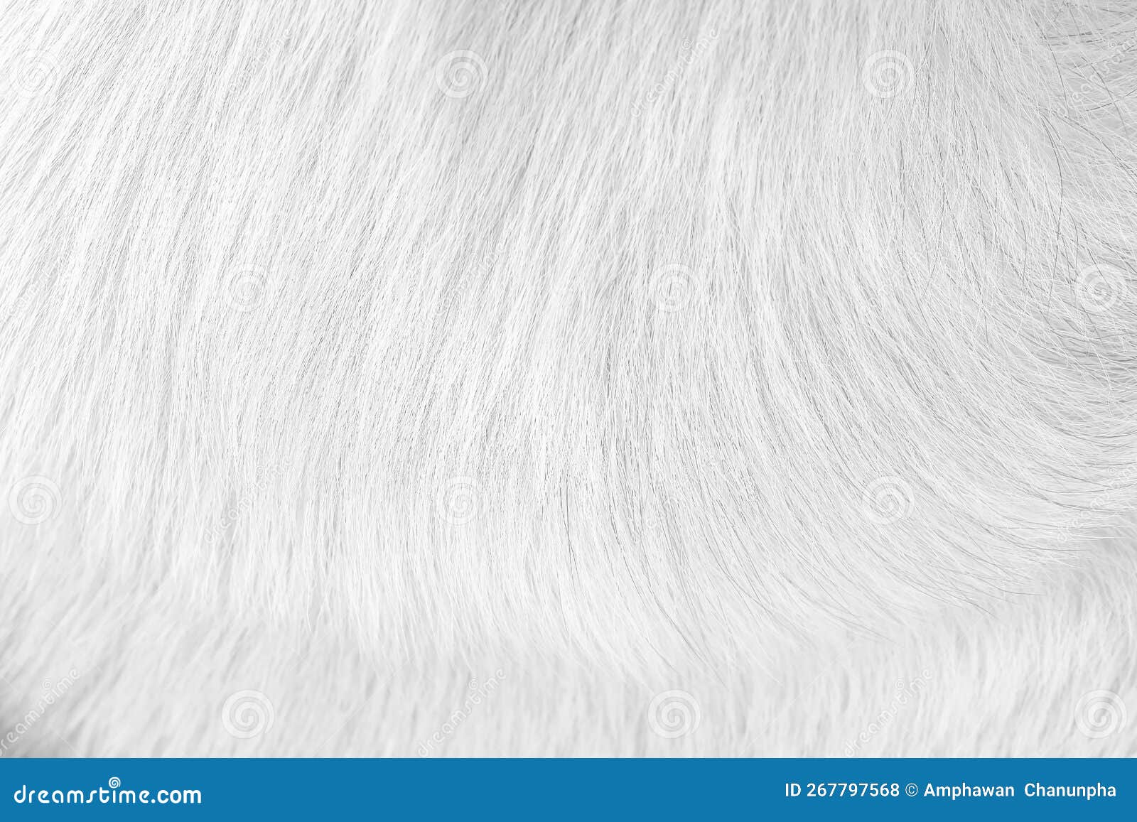 Furry Cat Texture with Nature Smooth Patterns White Grey Background ...